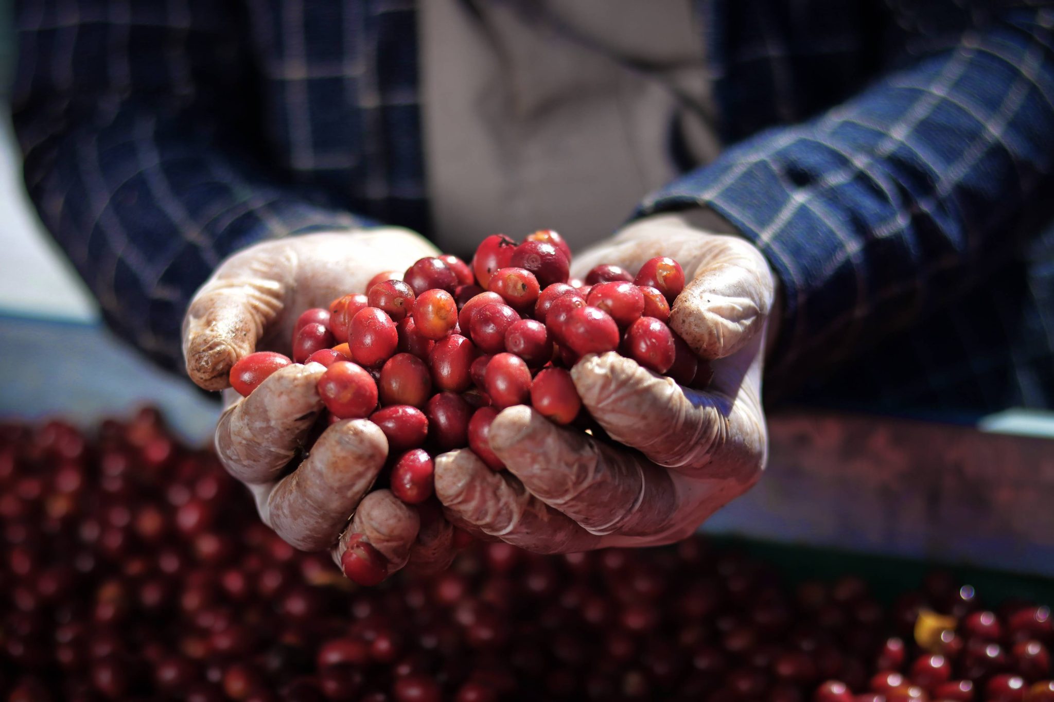 Yemen Mocha Coffee - Yemen Coffee Specialty Store, yemen green coffee ...